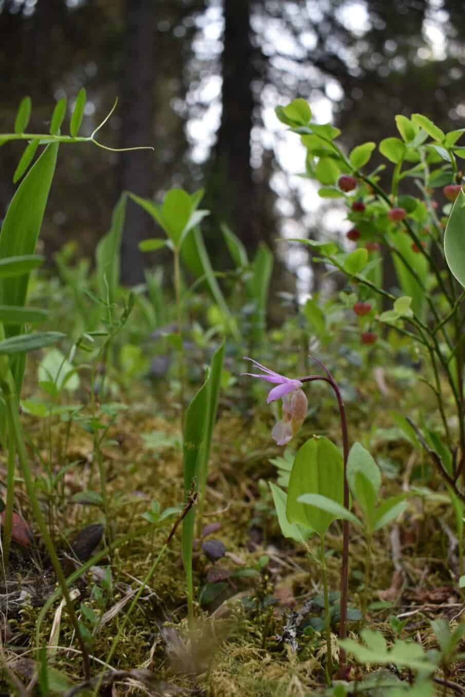 Kallin vapaa-aikakeskus - Keminmaa